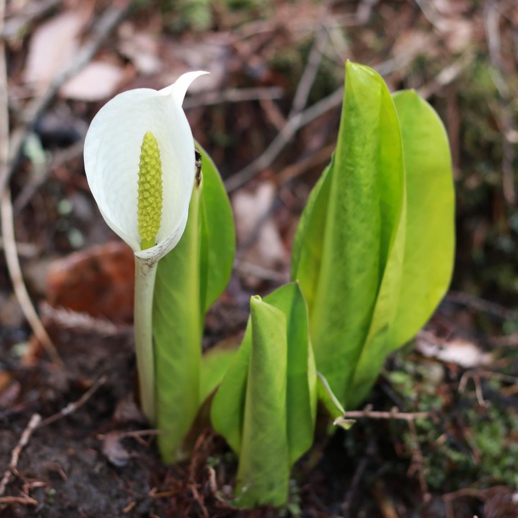 なろう原の水芭蕉 1 長野県山形村